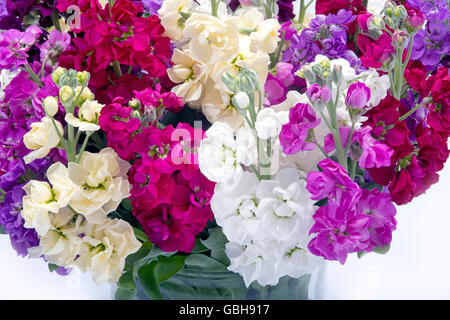 beautiful bouquet of mixed Matthiola's in vase isolated on white ...