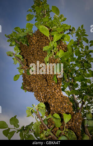 bees nest in tree Stock Photo - Alamy