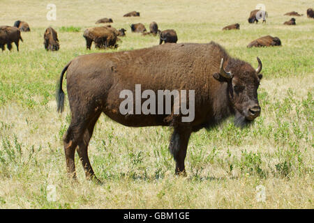 American buffalo in grassland area of Badlands National Park in South ...