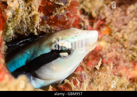 False cleanerfish, Aspidontus taeniatus, Ambon, Maluku, Indonesia ...