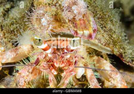 Hermit crab - Dardanus sp Stock Photo - Alamy