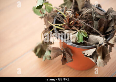 faded strawberry plant Stock Photo - Alamy