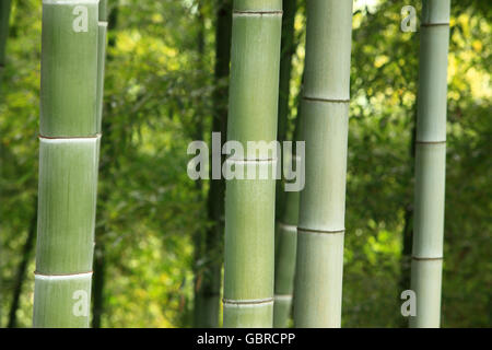 Bamboo forest in Anji, Zhejiang Province Stock Photo - Alamy