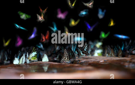 pile of beautiful butterfly in nature Stock Photo - Alamy