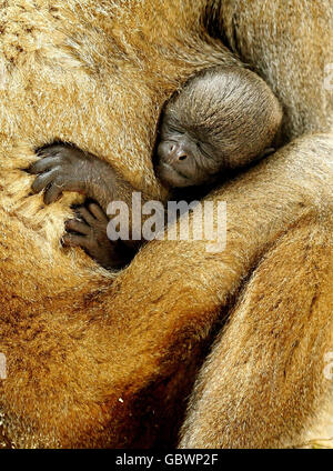 Tiny baby woolly monkey Branco pictured clinging on to his mother at ...
