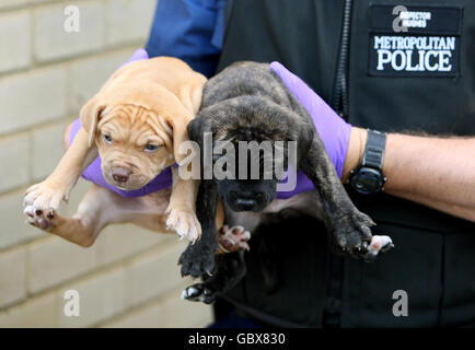 Metropolitan Police dog handlers remove a pitbull during a raid on an ...