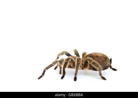 Single Chilean Rose Tarantula spider - latin Gramostola rosea - known ...
