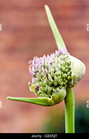 Allium ampeloprasum. Elephant garlic flower buds at a flower show. UK ...