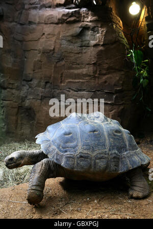 Giant tortoise in it's enclosure in London Zoo, in Regents Park, north ...
