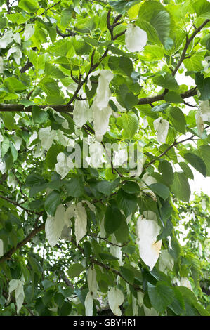 Close Up Branch Of A Davidia Involucrata Stock Photo - Alamy