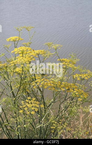 Common fennel (Foeniculum vulgare), Wild fennel Stock Photo - Alamy