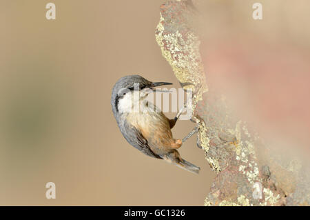 rock nuthatch Sitta neumayer Stock Photo - Alamy