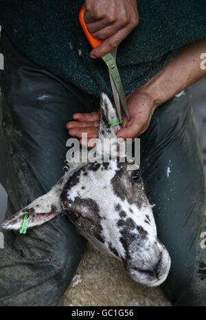dressing sheep up in preperation for a show, UK Stock Photo - Alamy