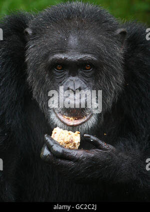 Chippy the Chimp celebrates his 21st birthday at Blair Drummond Safari ...