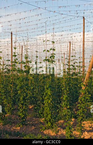 Strings with Hops (Humulus lupulus or Common hop) in a Hop Yard (Fileld ...
