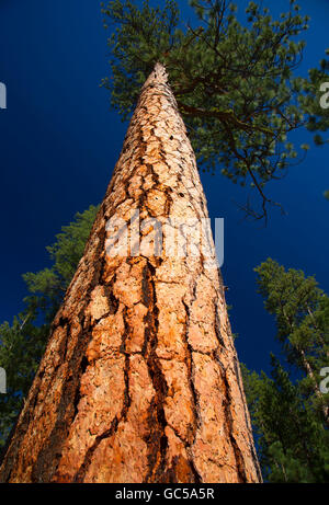 Ponderosa pine, Fremont National Forest, Oregon Stock Photo - Alamy