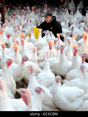 Turkey farmer, Frazer Burn checks over his 800 turkeys on Fenham Le ...