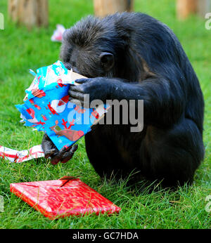 Chimps get early Christmas presents Stock Photo - Alamy