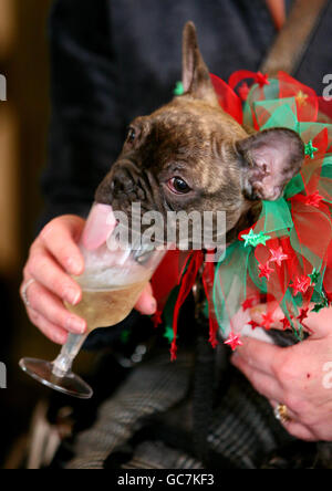 dog or French bulldog or old dog ,old french bulldog Stock Photo - Alamy