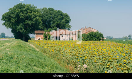 Farmhouse with giant sunflowers in Lombardy, Italy (selective focus ...