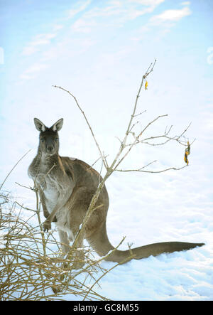 A kangaroo sits in the snow inside its enclosure at Flamingo Land Zoo ...