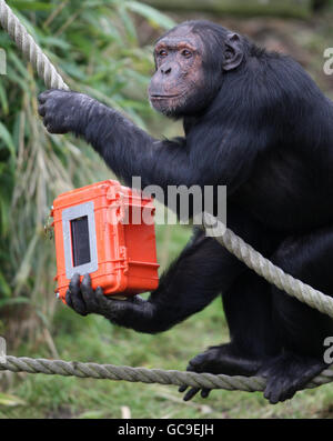 A chimpanzee at Edinburgh Zoo uses a special chimp-proof camera to ...