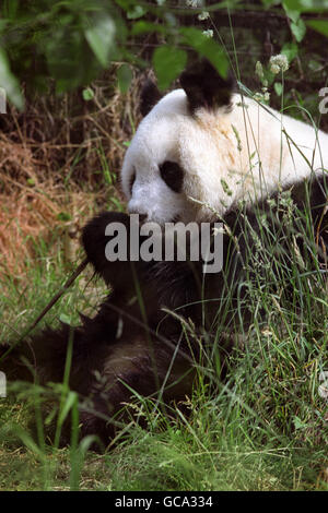Animals - Giant Panda - London Zoo. LONDON ZOO'S NEW GIANT PANDA MING ...