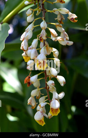 Zingiberaceae Alpinia Nutans Shell Ginger Leaves – Dwarf Cardamom ...