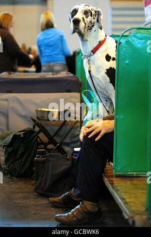 Great Dane at International dog show CACIB Zagreb was held at Zagreb ...
