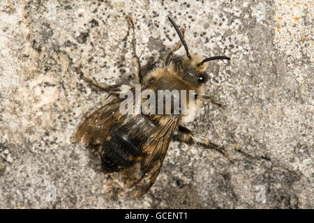 Common Mourning Bee (Melecta albifrons Stock Photo - Alamy