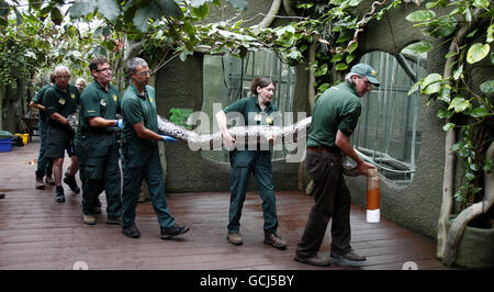 Chester Zoo staff with Bali the python. The 22 ft snake is having a ...