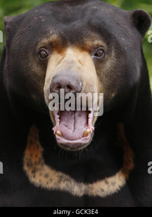 Rotana the sun bear explores its new home at Edinburgh Zoo. It is one ...