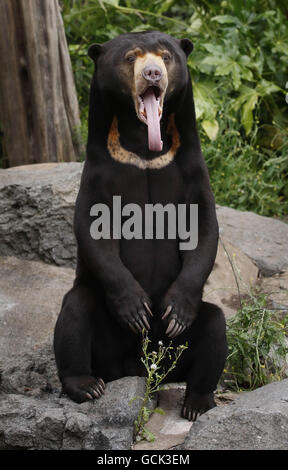 Somnang the sun bear explores its new home at Edinburgh Zoo. It is one ...