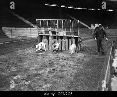 Dog Racing - Wimbledon Greyhound Stadium - London Stock Photo - Alamy