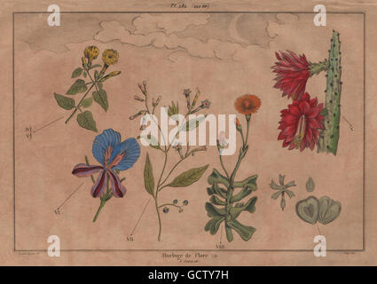 LINNAEUS' FLOWER CLOCK: Horloge de Flore I. Horologium Florae, old ...