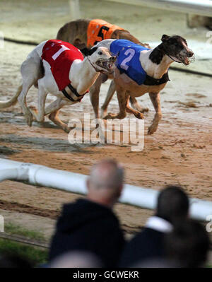 A general view of the action underway at the Brough Park Greyhound ...
