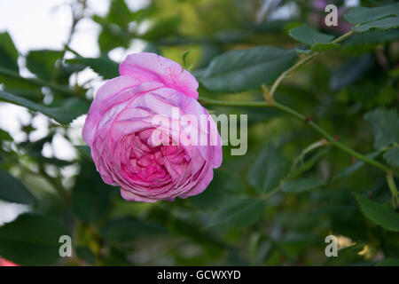 la reine victoria rose Stock Photo - Alamy