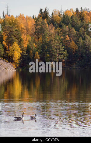 Canada goose , Geese, Bodies of water, Canada goose. Frank W. Benson ...