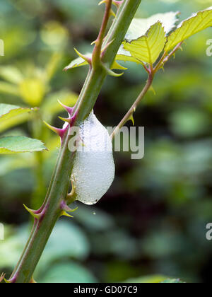 cuckoo spit with drop macro of white foam nest Stock Photo - Alamy