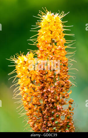 eremurus, a flowering perennial plant with spike shaped inflorescence ...