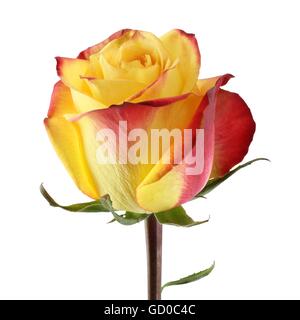 Yellow rose with red edges of petals on white background Stock Photo ...