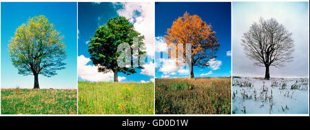 maple tree in four consecutive seasons Stock Photo - Alamy