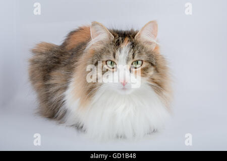 Long Hair tortoiseshell cat Stock Photo - Alamy