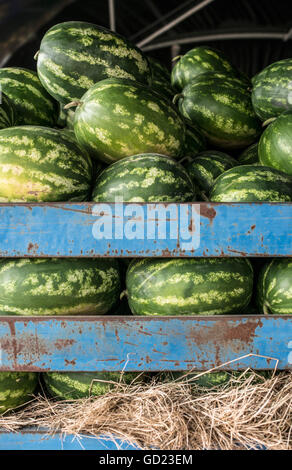 Watermelons in the trailer Stock Photo - Alamy