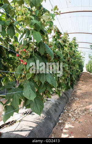 Raspberry plantation in greenhouse Stock Photo - Alamy