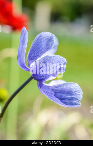 A vertical view of a single Anemone flower Stock Photo - Alamy
