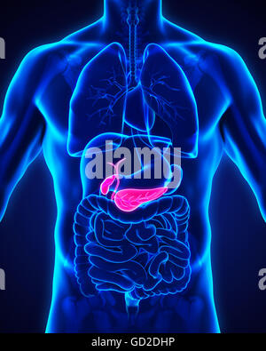 Pancreas with pancreatic duct. Organ of the human digestive system 3D ...