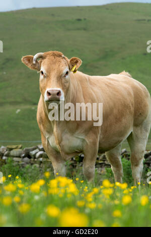 Herd of beef cattle on upland pastures with calves sired by a British ...