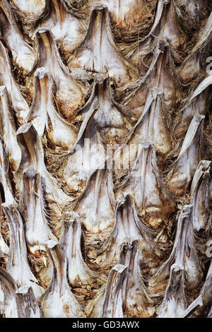 full frame image of bark of palm tree background Stock Photo - Alamy