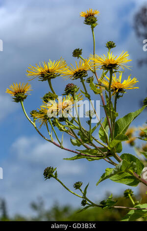 Flowering Giant Inula (Inula magnifica Stock Photo - Alamy